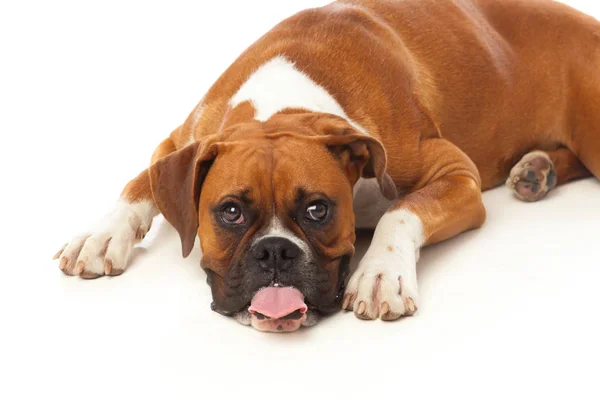 Beautiful Boxer dog — Stock Photo © Gelpi #13576069
