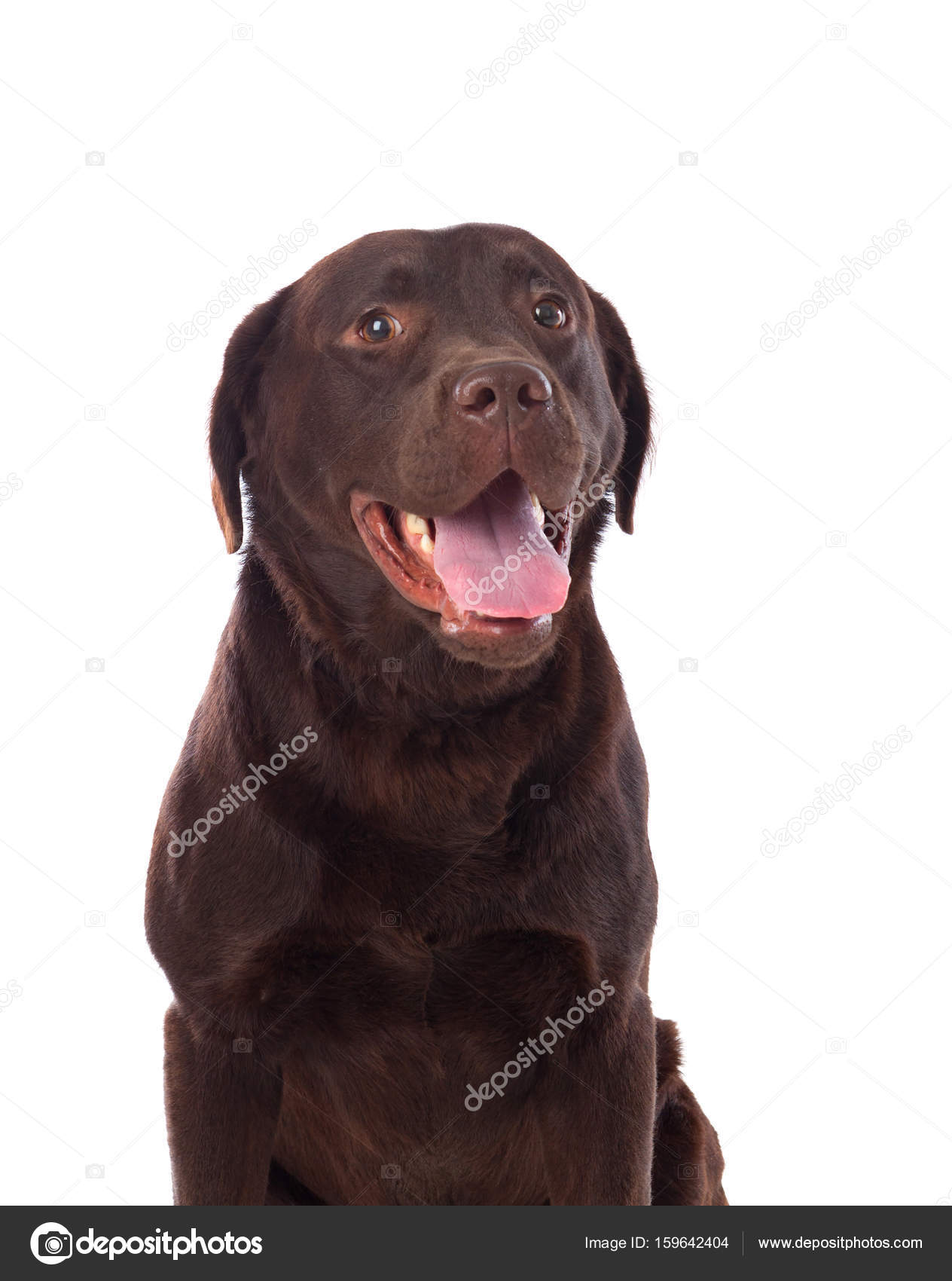Beautiful black Labrador dog — Stock Photo © Gelpi #159642404