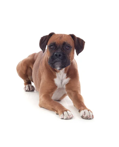 Beautiful Boxer dog ⬇ Stock Photo, Image by © Gelpi #13576069