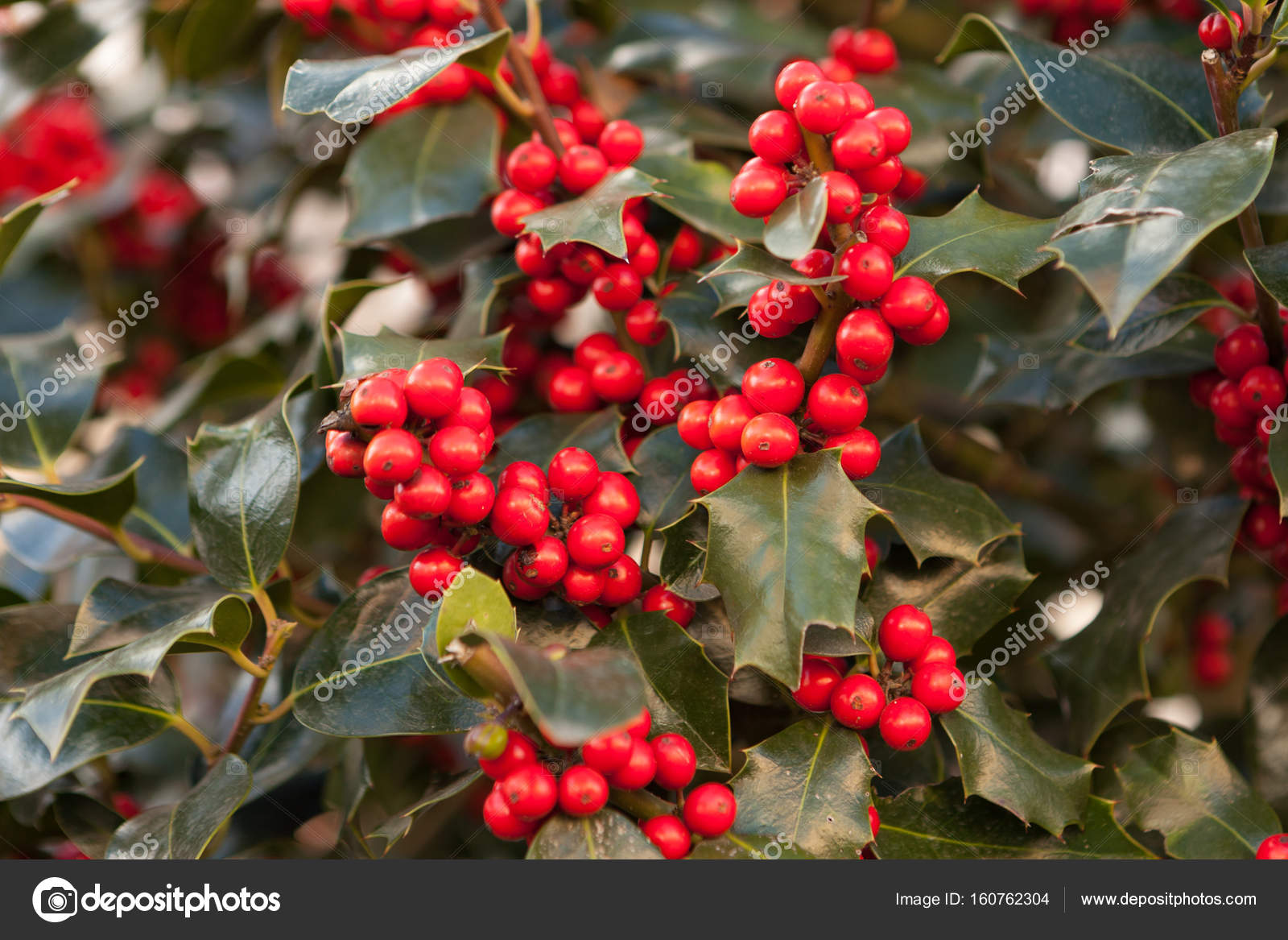 Branch with red berries — Stock Photo © Gelpi #160762304
