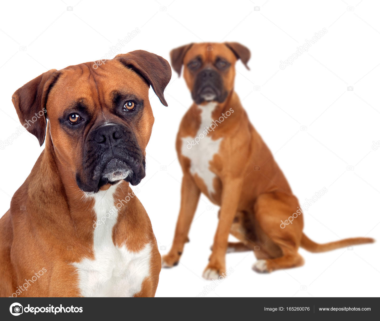 Two boxer dogs — Stock Photo © Gelpi #165260076