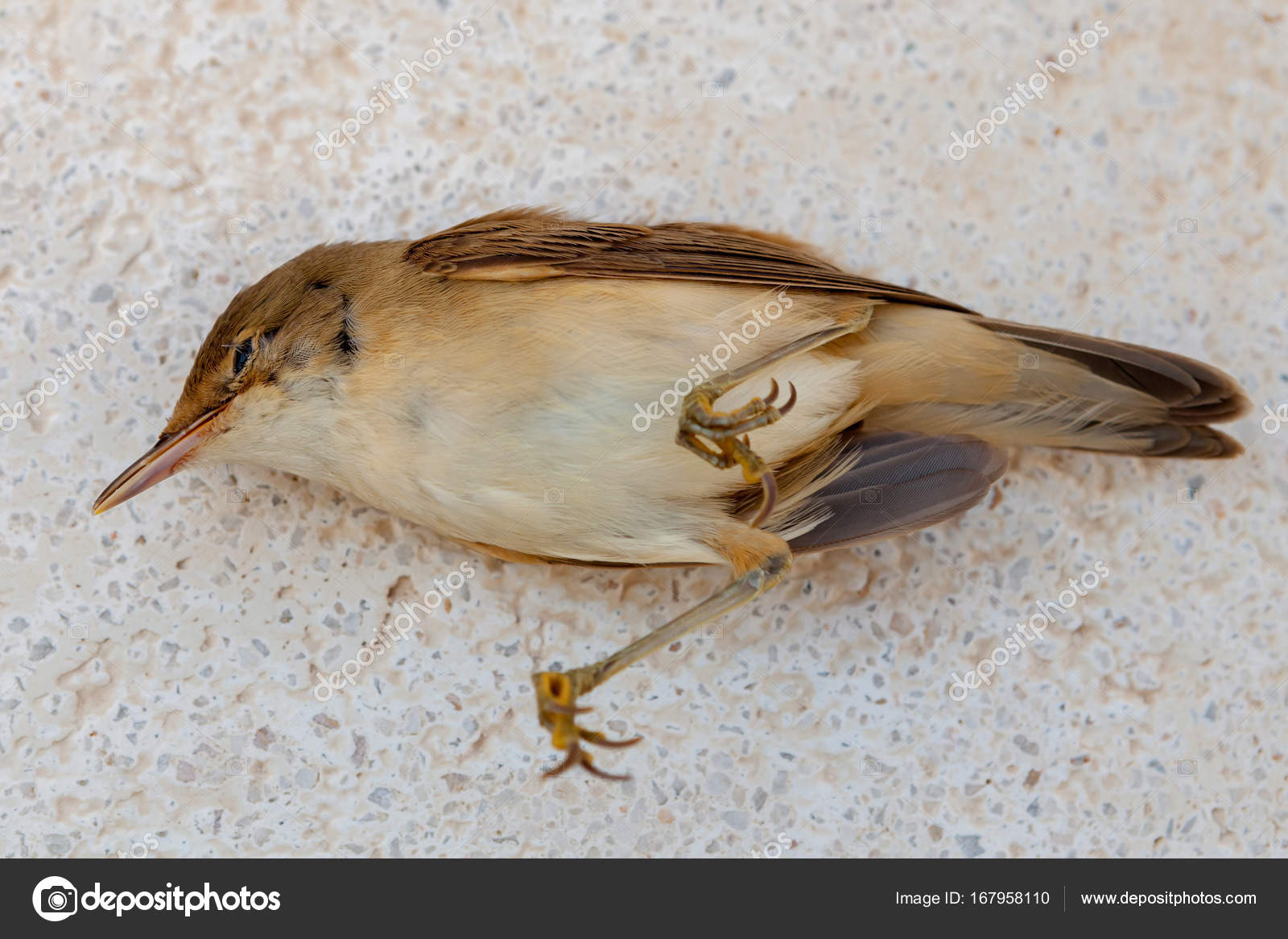 Dead small bird — Stock Photo © Gelpi #167958110