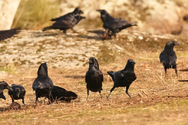 Indian crows Stock Photos, Royalty Free Indian crows Images | Depositphotos