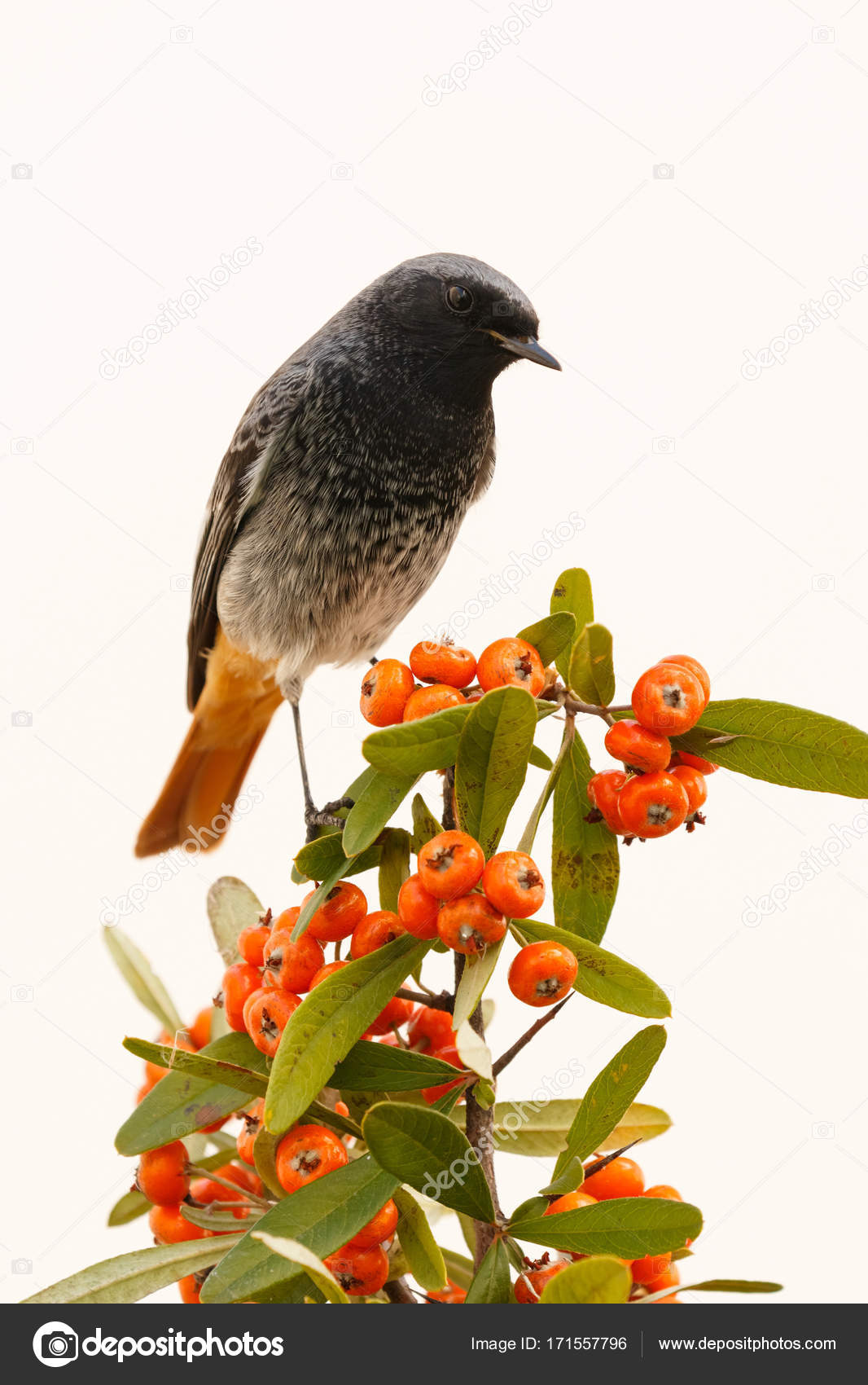 Beautiful small bird Stock Photo by ©Gelpi 171557796