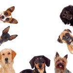 Group of twelve dogs Stock Photo by ©eriklam 9889235