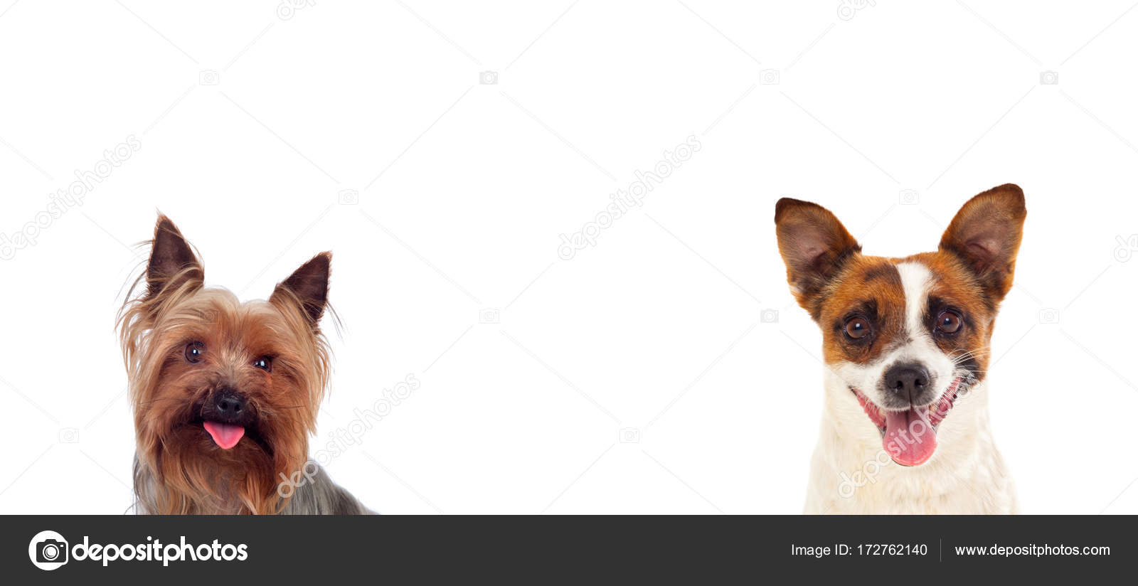 Two cute small dogs Stock Photo by ©Gelpi 172762140