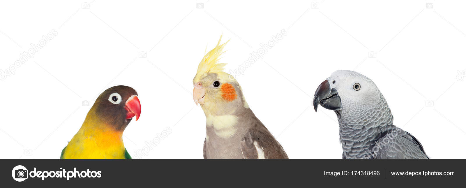 Tres Diferentes Aves Tropicales Aisladas Sobre Fondo Blanco — Foto de ...