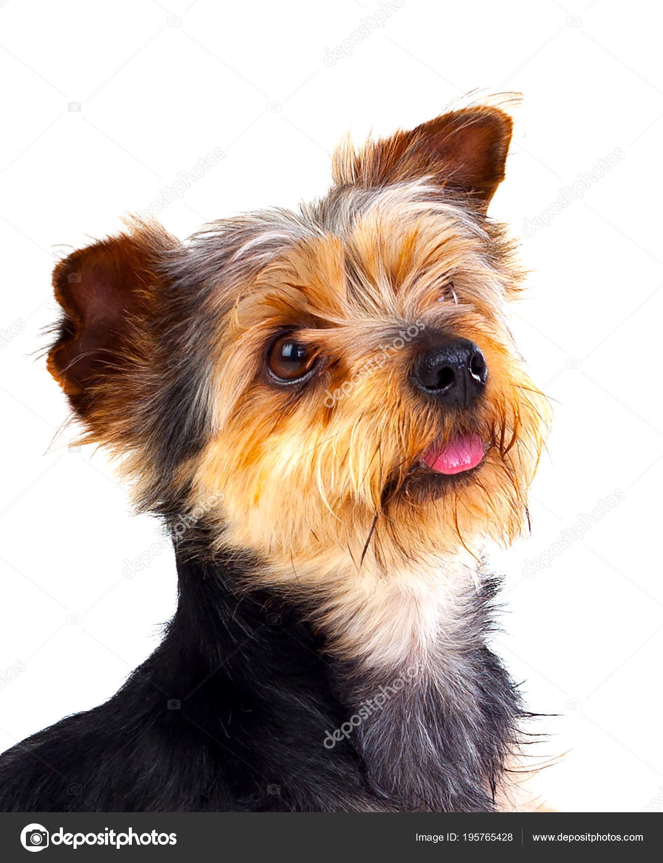 Cute Small Dog Isolated White Background — Stock Photo © Gelpi #195765428