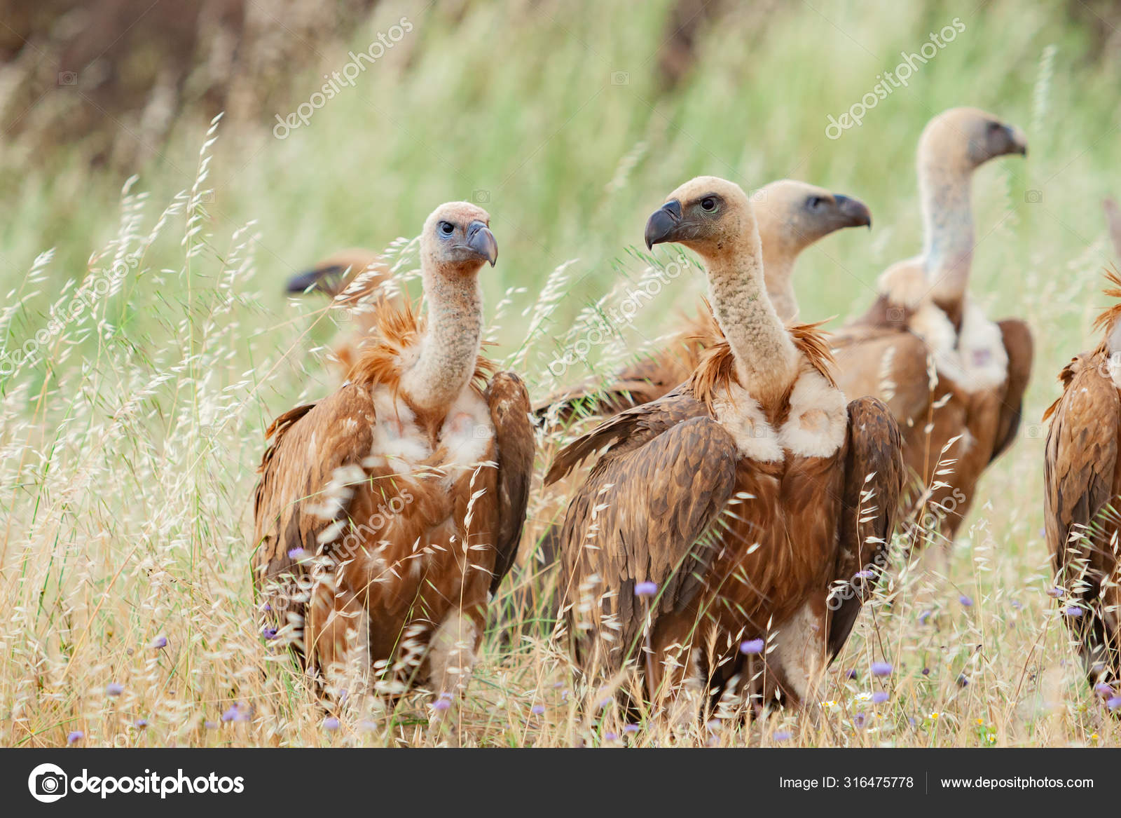 Wild vultures in the nature — Stock Photo © Gelpi #316475778
