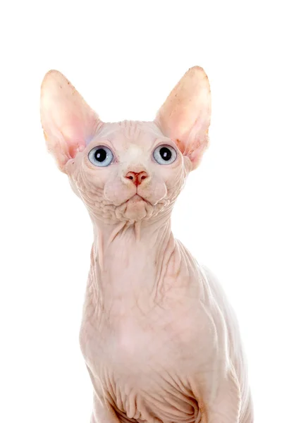 Side view of Sphynx cat, 4 years old, in front of white background ...