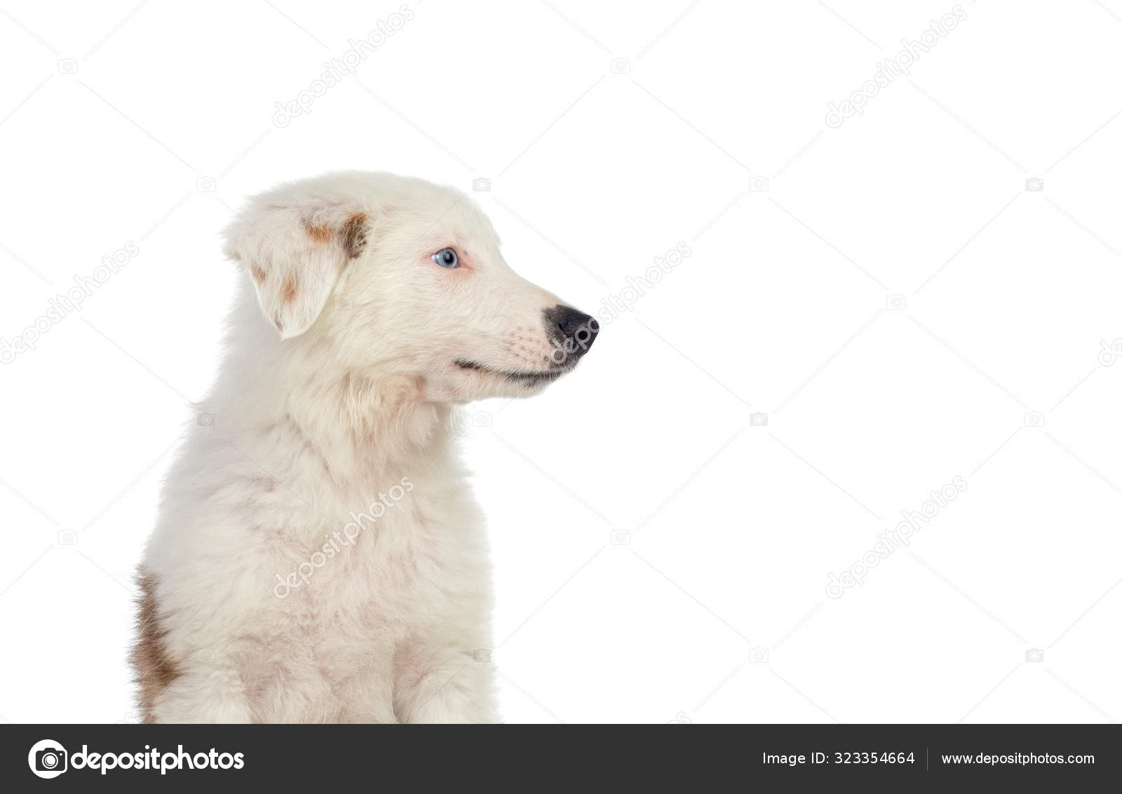 Images De Jolis Chiots Blancs