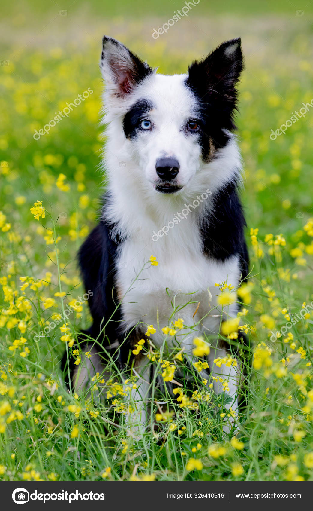 Yellow And White Border Collie