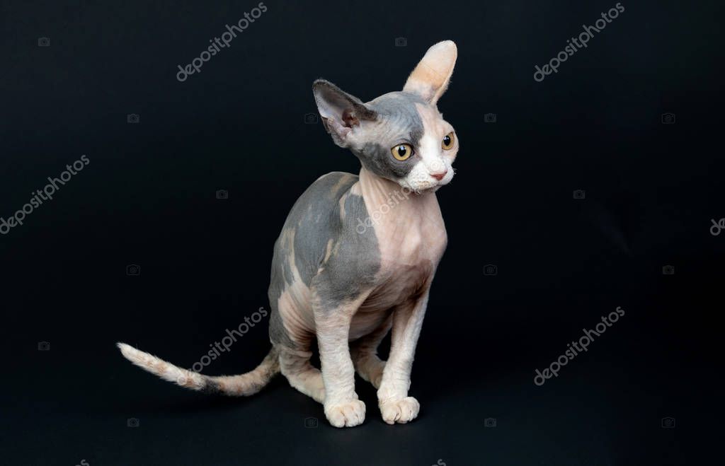 Sphinx cat — Stock Photo © Gelpi #331796152