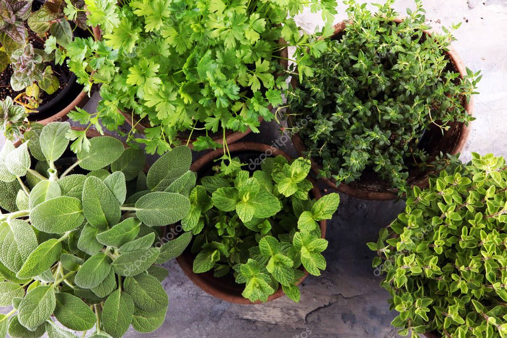 Hierbas caseras y aromáticas en macetas de barro viejo 2022