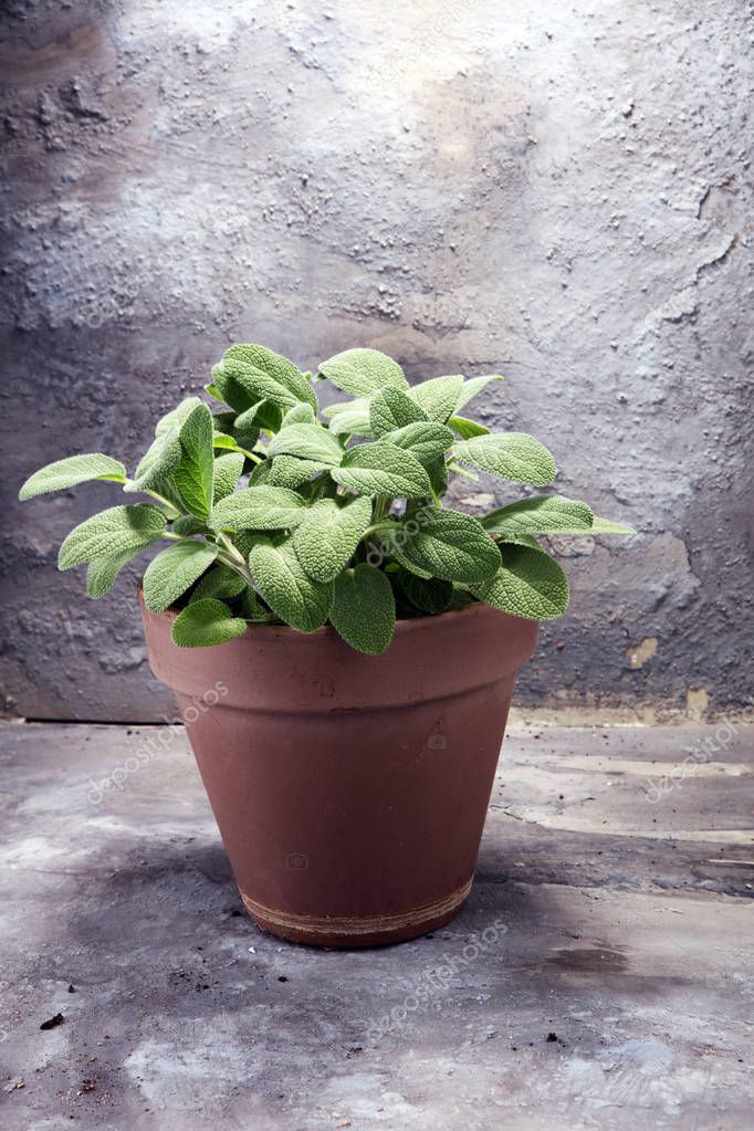 Salvia casera y aromática en maceta de barro viejo. 2023