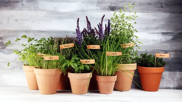 Hierba en macetas fotos de stock, imágenes de Hierba en macetas sin royalties | Depositphotos