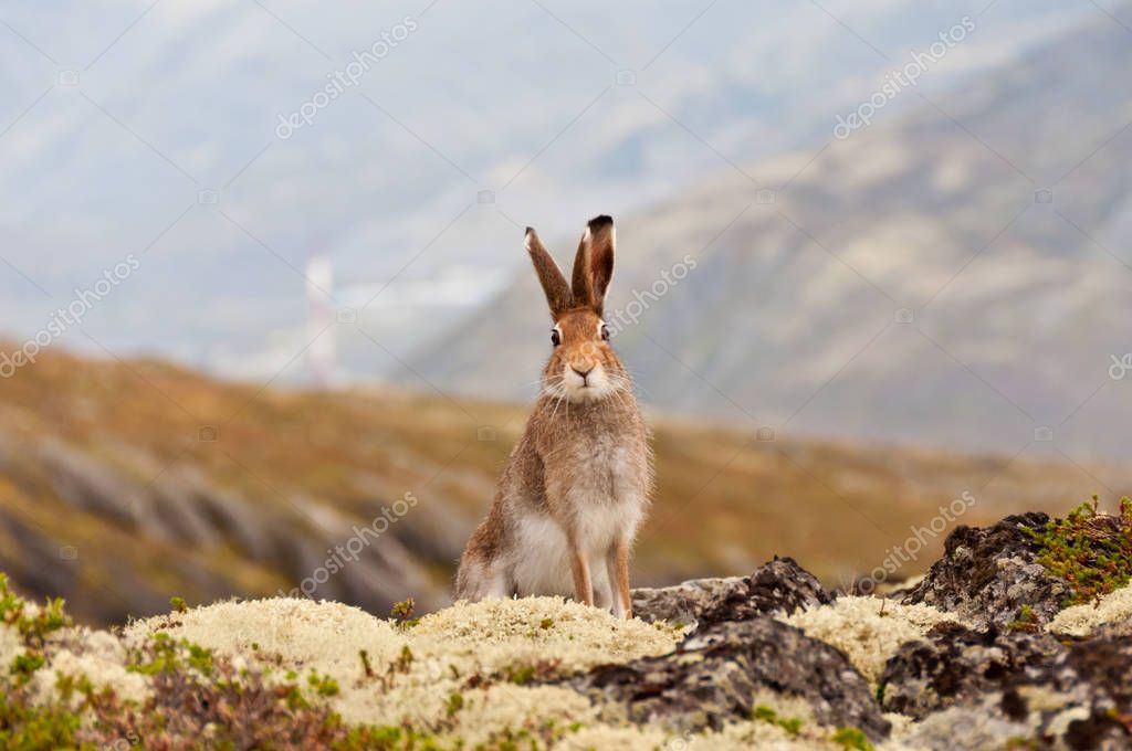 Liebre de Tundra también conocida como liebre de montaña en hábitat ...