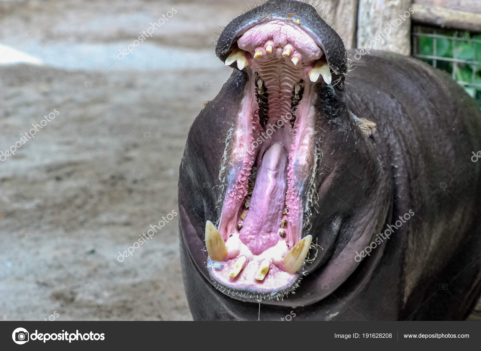 Pygmy Hippo Opening Its Mouth Showing Its Impressive Jaws — Stock Photo ...