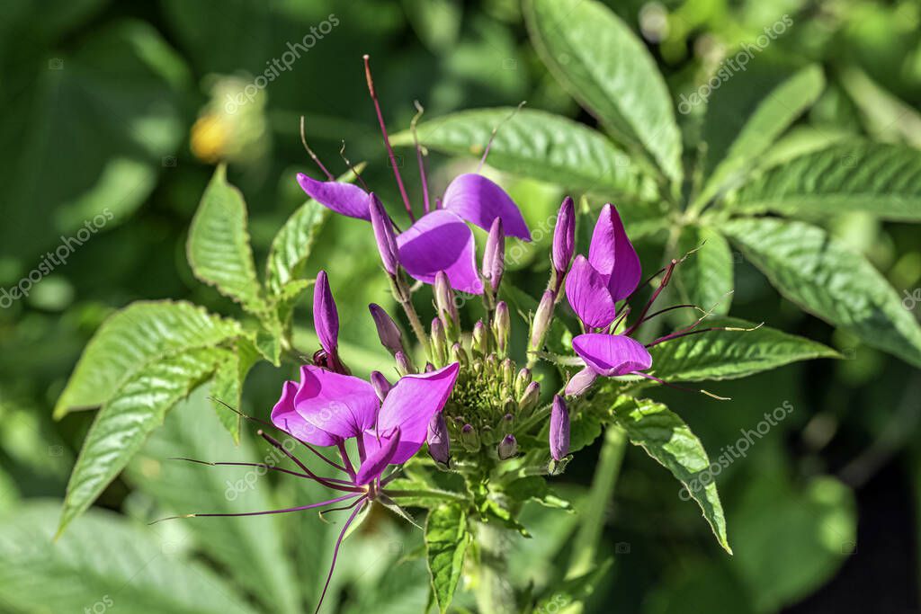 Cleome rosea conocida como flor de araña, planta de araña, hierba de ...