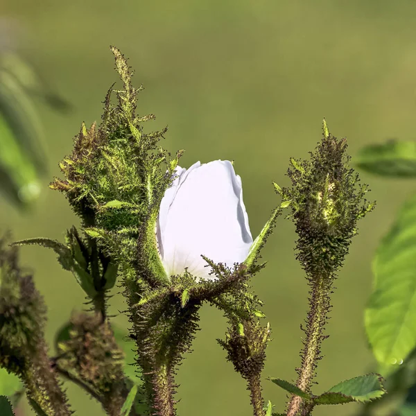 Rosa Centifolia Muscosa Alba Known White Shailer White Clifton Moss ...