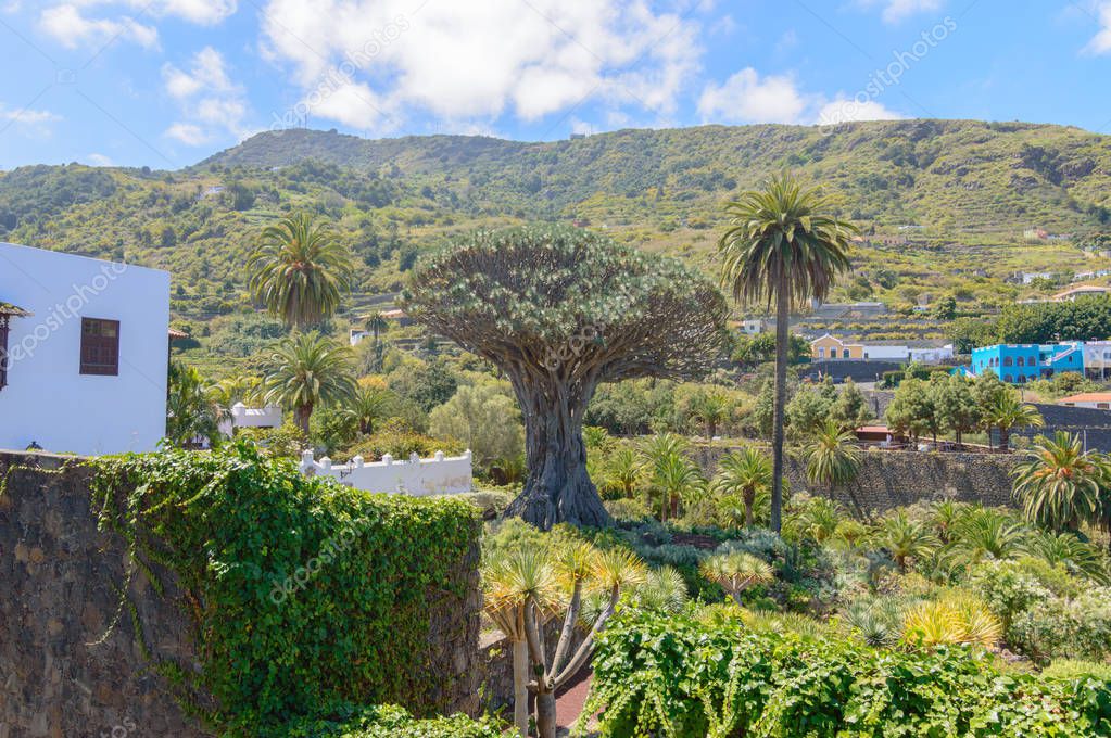 Árbol milenario de Drago junto a una palmera Símbolo de la aldea de ...