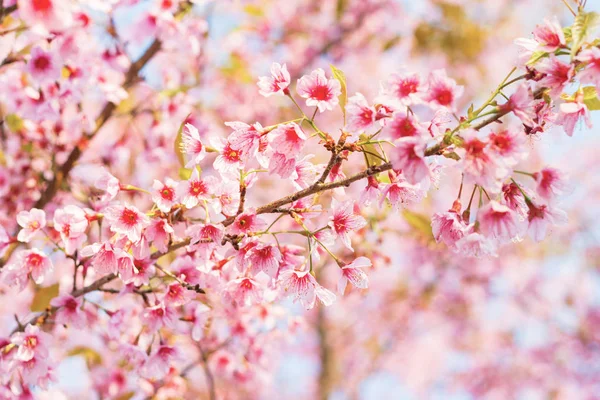 Closeup Beautiful Cherry, Wild Himalayan Cherry, flowers of Thailand ...