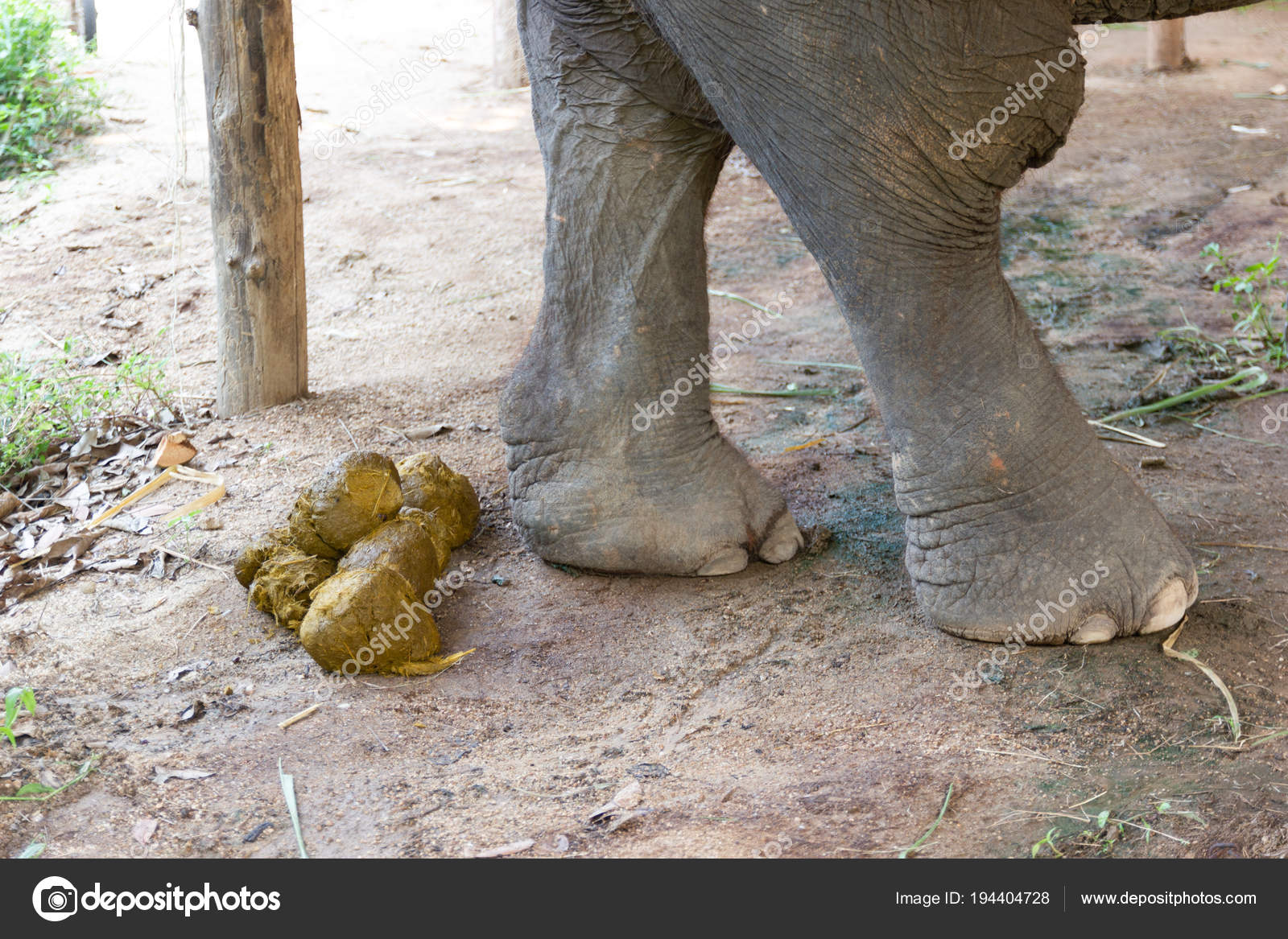 Thai Elephant Elephant Dung Uses Product Example Filling Holes Road ...