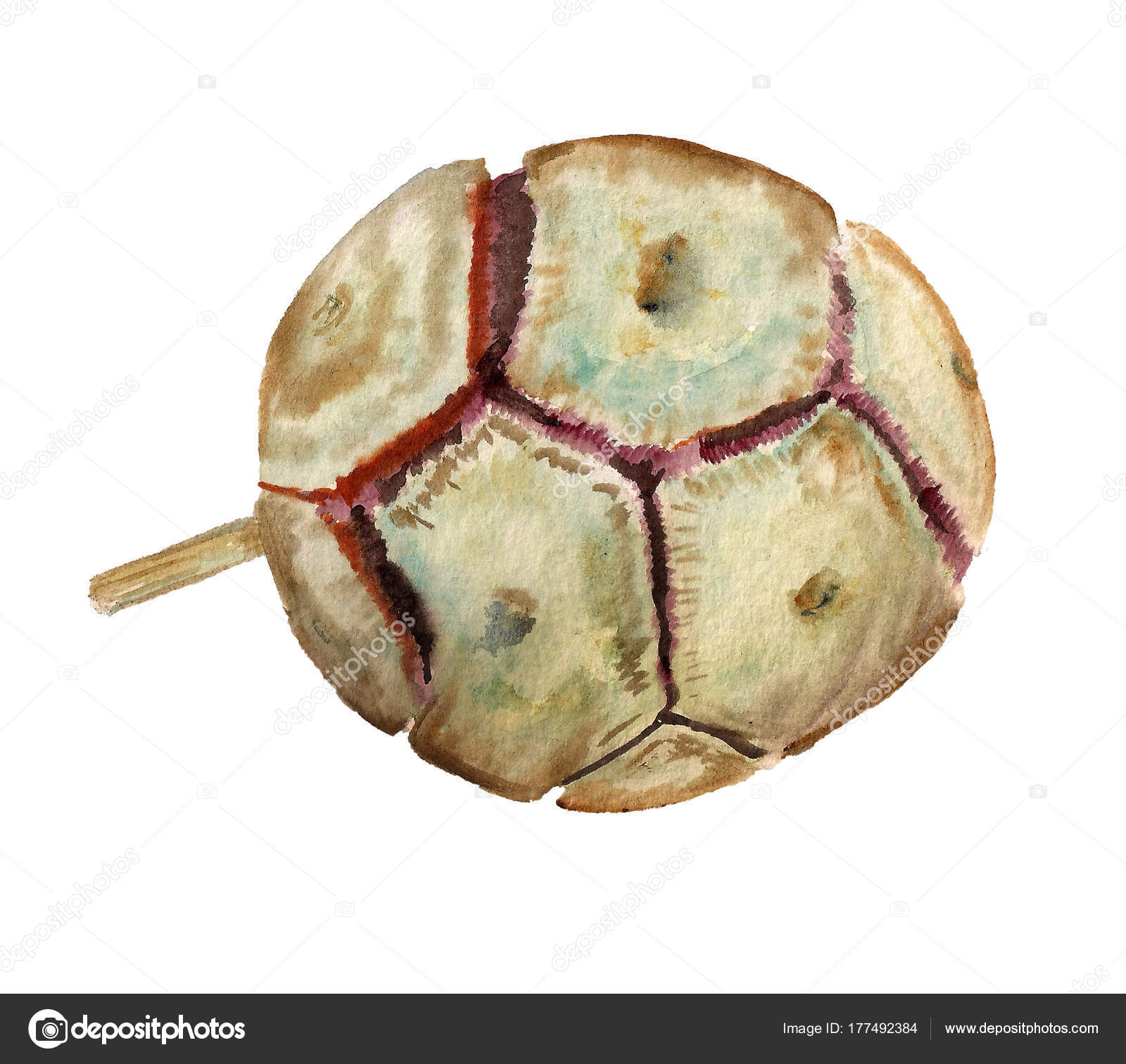 Cone of cypress — Stock Photo © shoshina #177492384