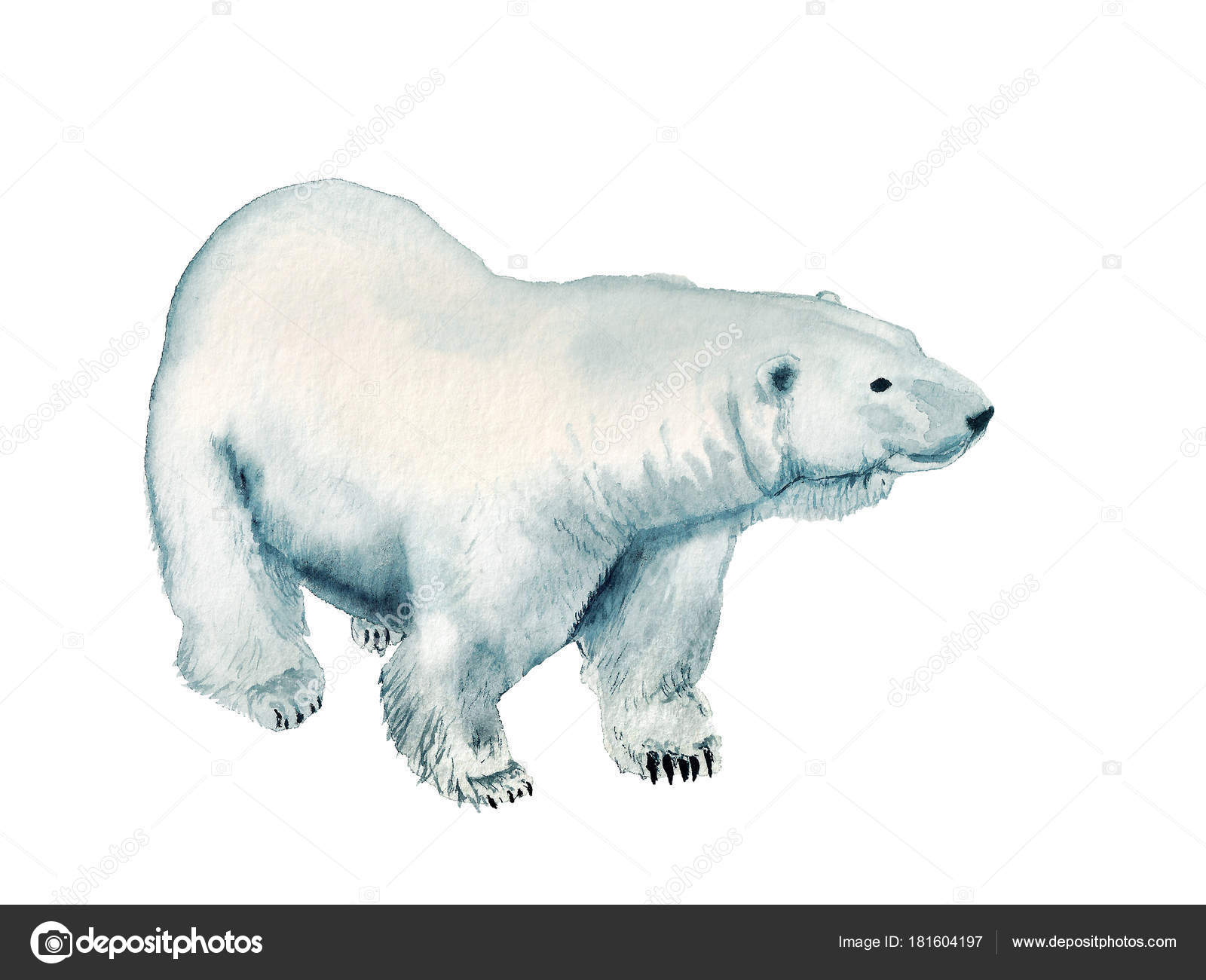 Watercolor polar bear Stock Illustration by ©shoshina #181604197