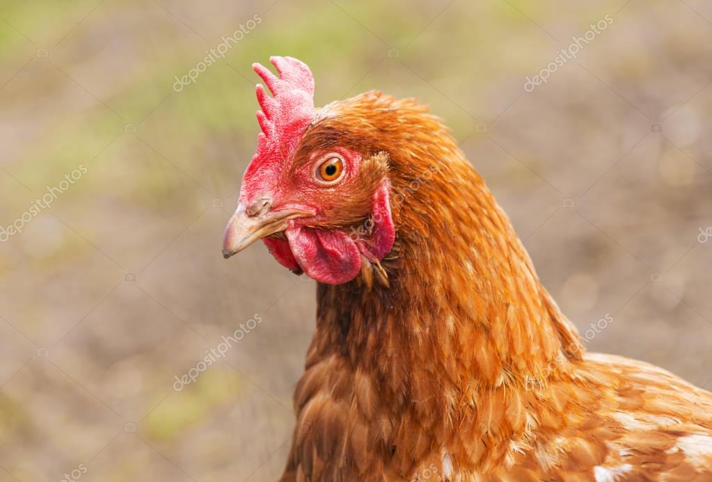 Retrato de pollo. Primer plano de la cara de gallina en el pasto. 2022