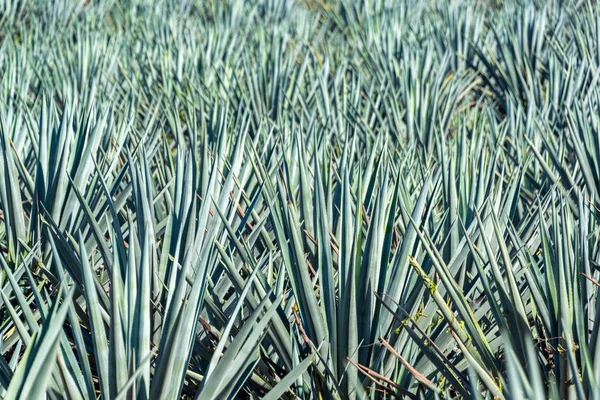 290 Blue agave fields Stock Photos, Blue agave fields Images ...