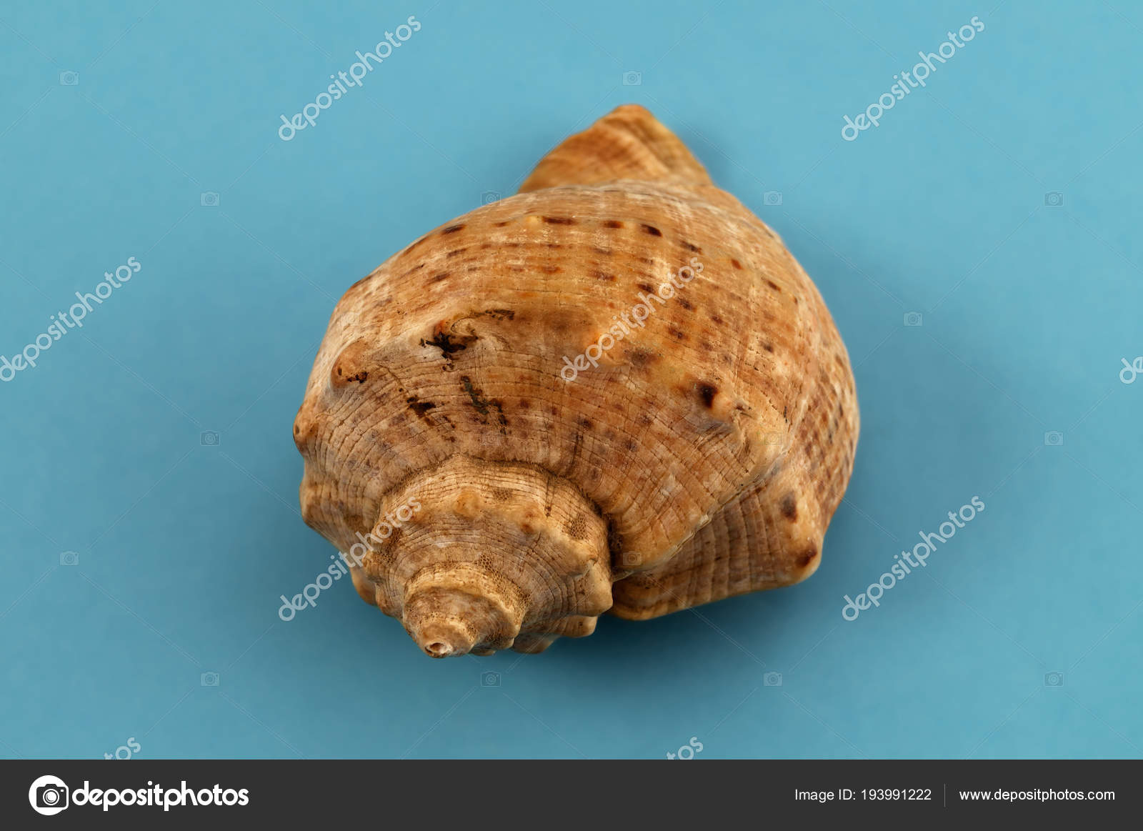 Shell Sea Mollusk Formed Form Spiral Chitinous Outgrowths Throughout ...