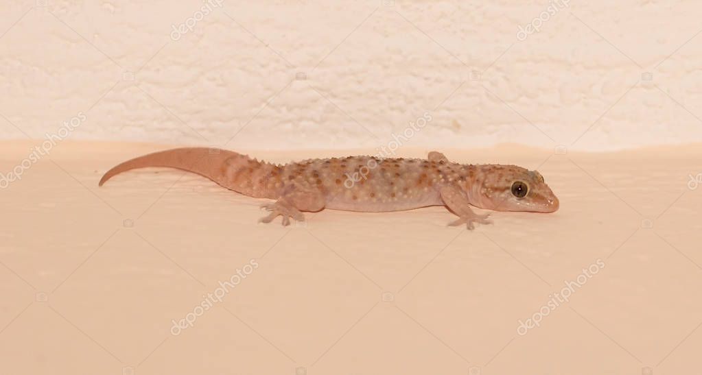 Lagarto peque o en una casa en Grecia 2024