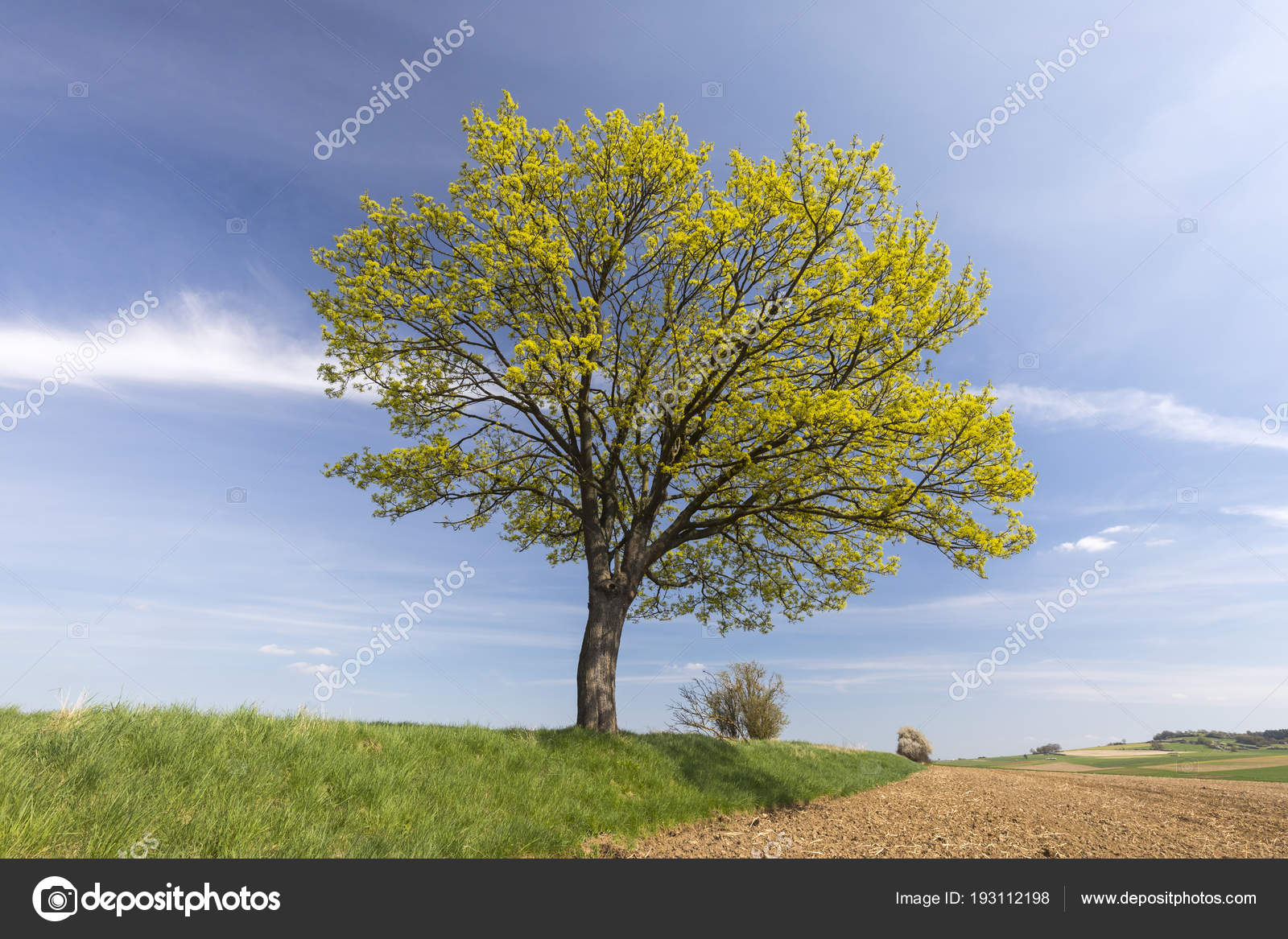 Maple Trees In Spring
