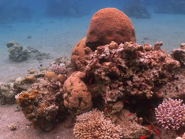 Diving Underwater Coral Reef World Red Sea Fish Corals Stock Photo by ...
