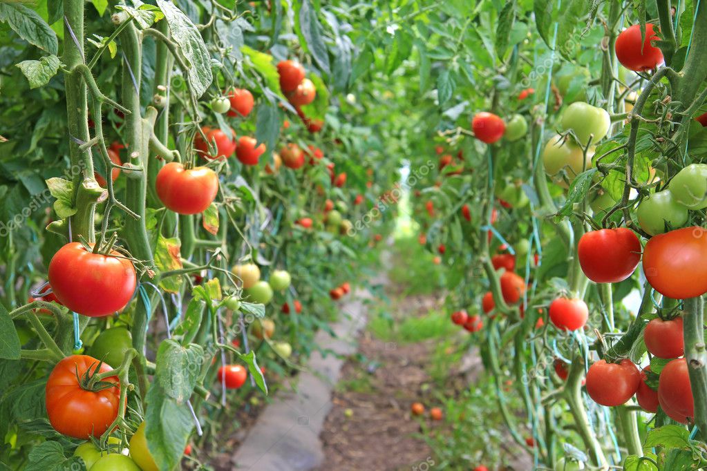 Rows of tomato plants — Stock Photo © branex #124976102