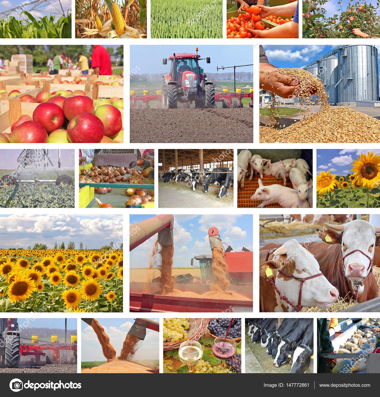 Agriculture in collage Stock Photo by ©branex 147772861