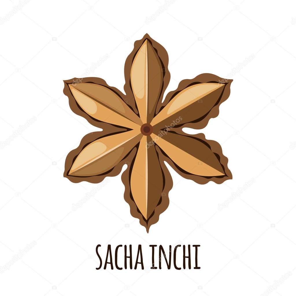 Icono de vector Sacha Inchi en estilo plano aislado sobre fondo blanco ...