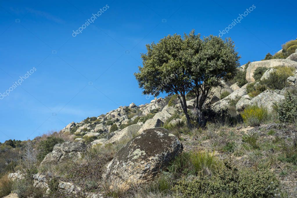 Holm Roble (Quercus ilex subsp. rotundifolia) 2022