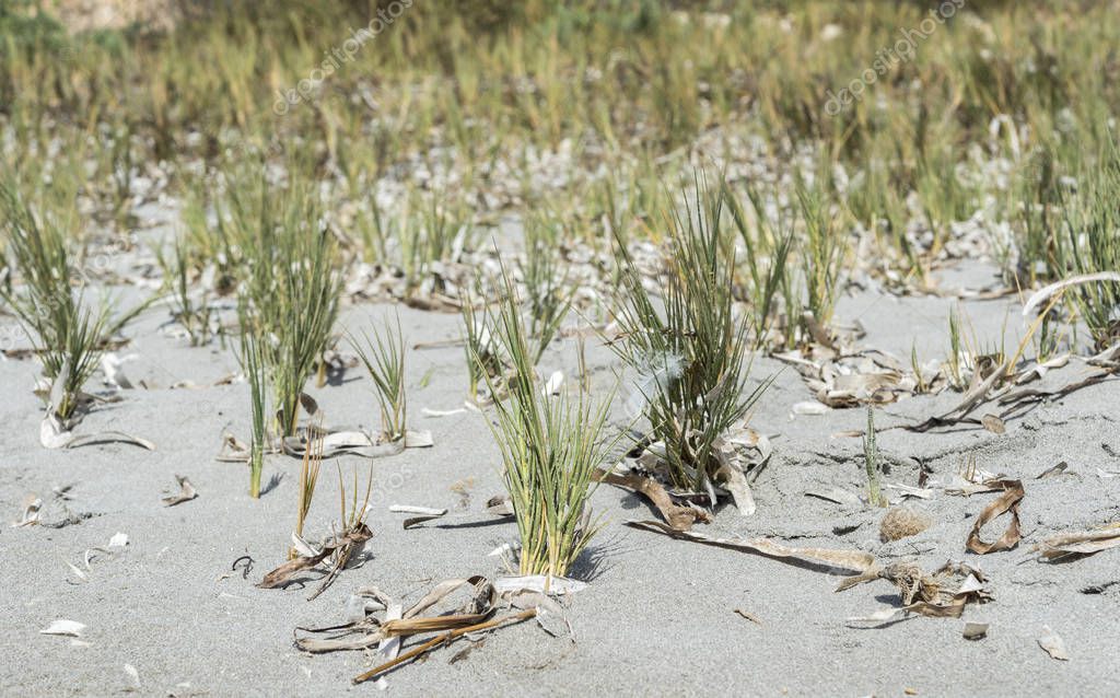 Close-up of the Prickly Drop-seed, Sporobolus pungens. Es una especie ...