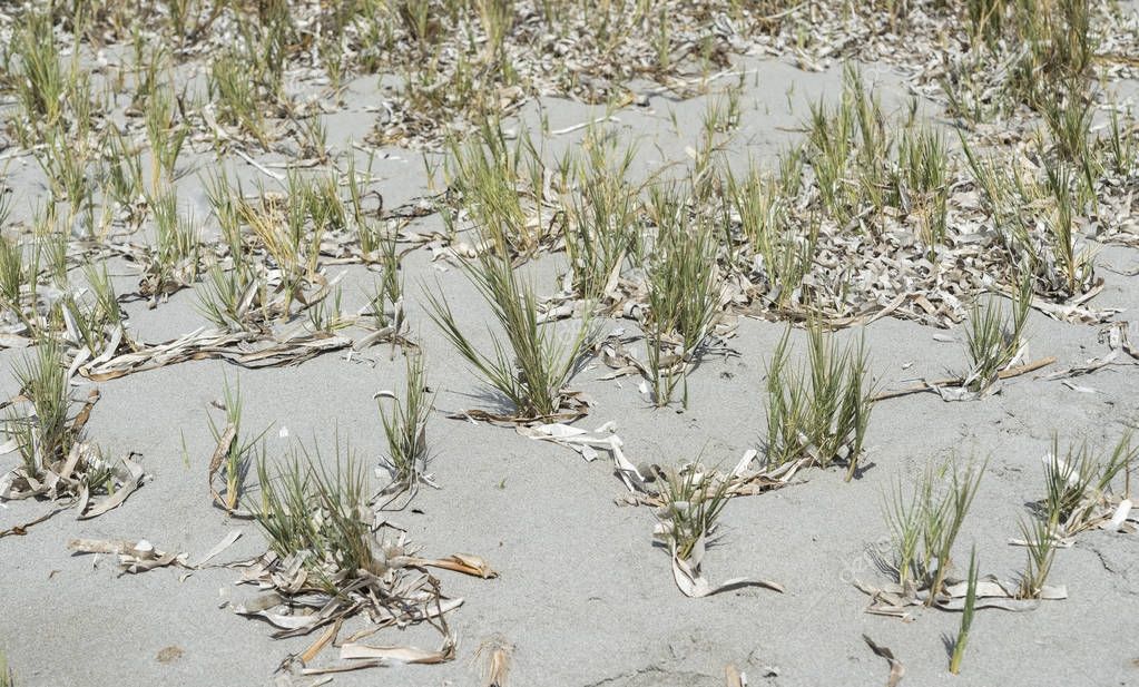 Close-up of the Prickly Drop-seed, Sporobolus pungens. Es una especie ...