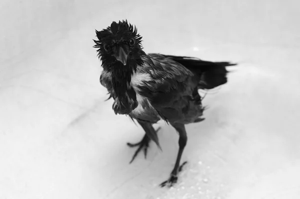 Wet chicken Stock Photos, Royalty Free Wet chicken Images | Depositphotos