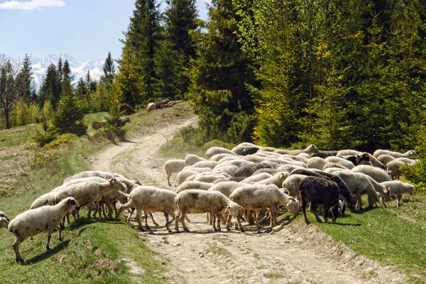 Sheep crossing Stock Photos, Royalty Free Sheep crossing Images ...
