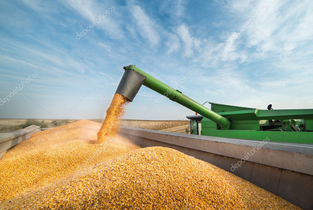 Pouring corn grain into tractor trailer Stock Photo by ©fotokostic ...