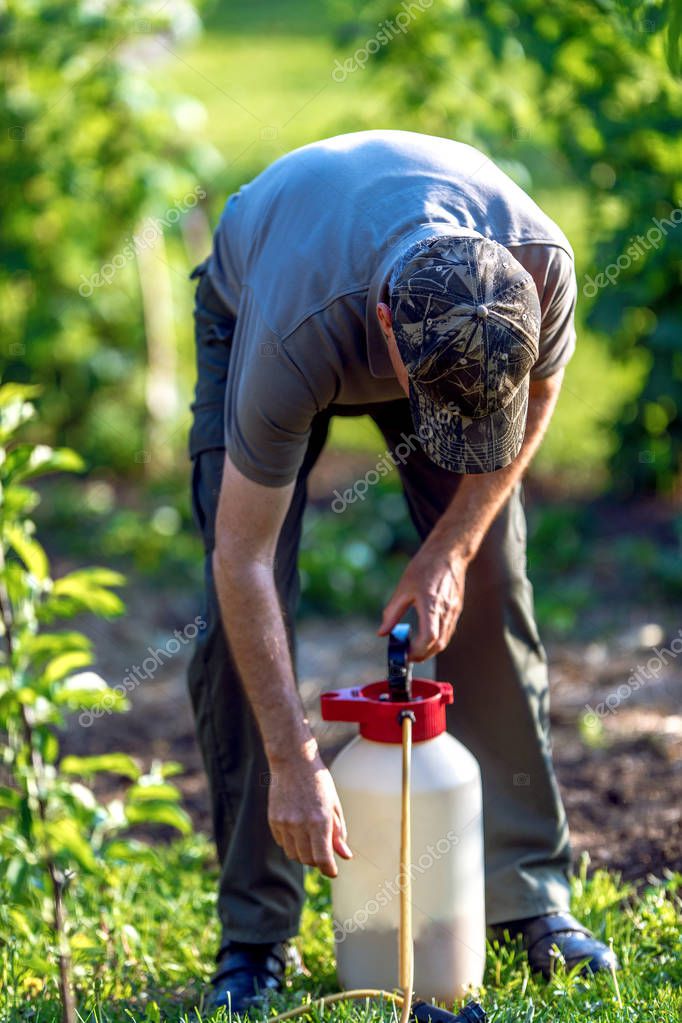 Jardinero aplicando un fertilizante insecticida a sus arbustos frutales ...