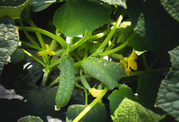 Cucumber plantation Stock Photos, Royalty Free Cucumber plantation ...