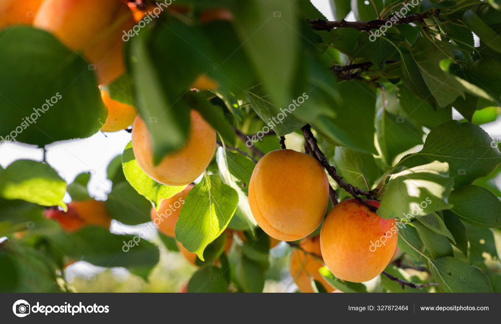 Ripe apricots in the orchard — Stock Photo © fotokostic #327872464