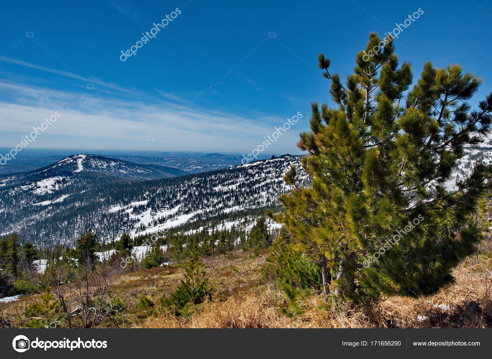 Taiga Spring Landscape Of Taiga Forest And A Low Mountain Or Hill.