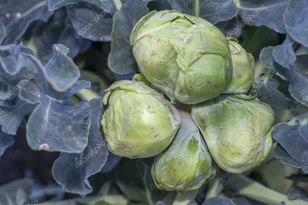 Pequeñas cabezas de repollo blanco juntas de cerca en el fondo de las ...