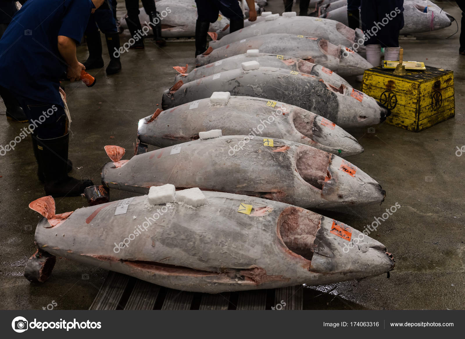 Tuna Auction at Tsukiji Fish Market Tokyo Stock Photo by ©mathias ...